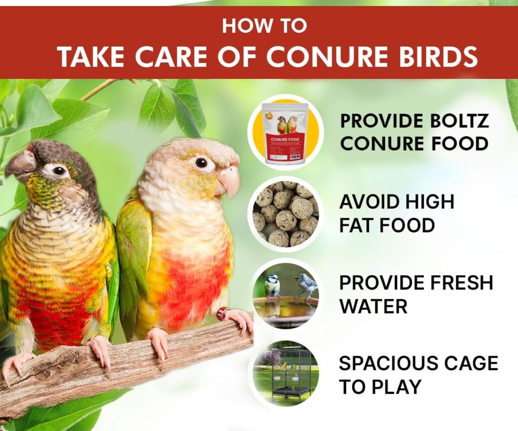 Boltz Best Bird Food for Conures – Natural Premium Seed Mix with Fruits ...